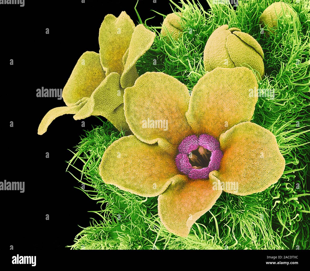 Wild flower. Coloured scanning electron micrograph (SEM) of an ...