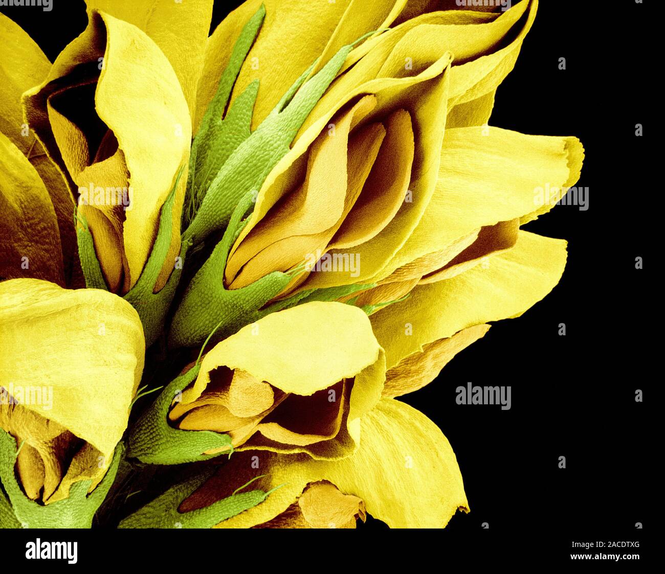 Hop clover flowers. Coloured scanning electron micrograph (SEM) of the ...