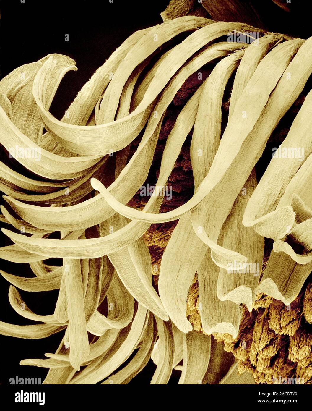 Daisy flower petals. Coloured scanning electron micrograph (SEM) of ...