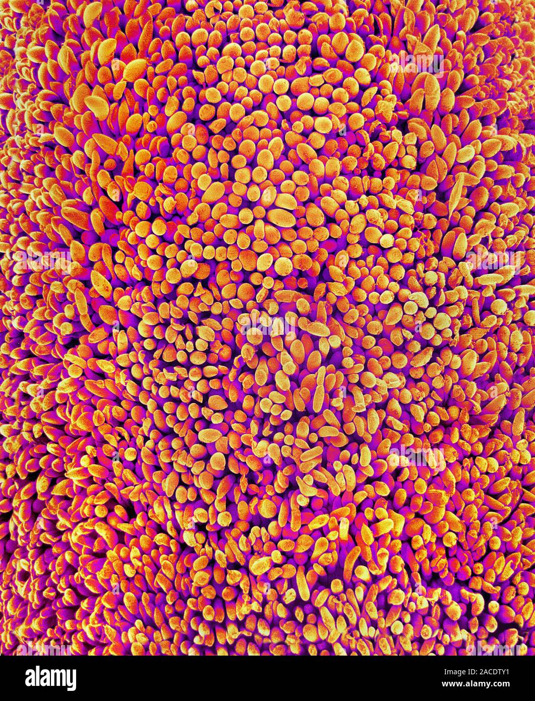 Flower petal. Coloured scanning electron micrograph (SEM) showing ...