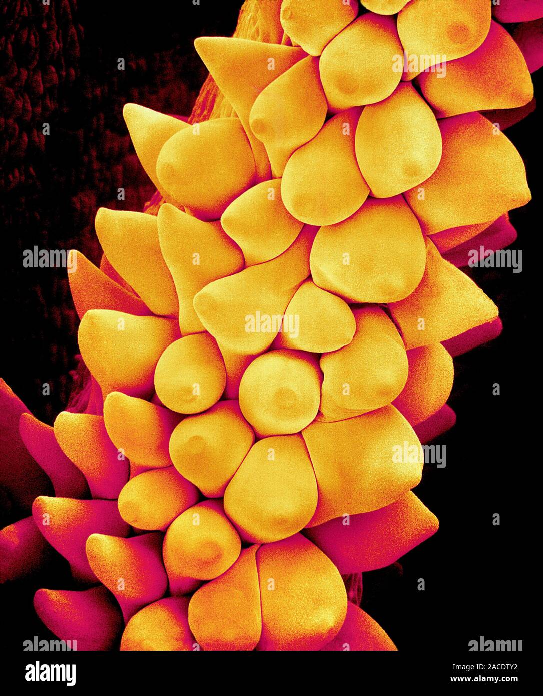 Flower petal. Coloured scanning electron micrograph (SEM) showing ...