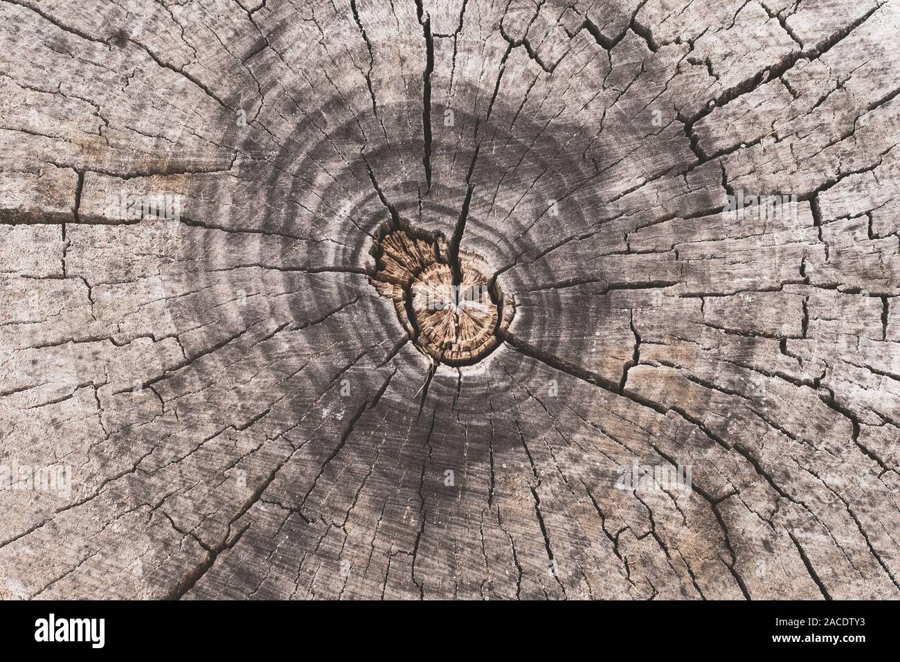 Tree cross section oak hi-res stock photography and images - Alamy