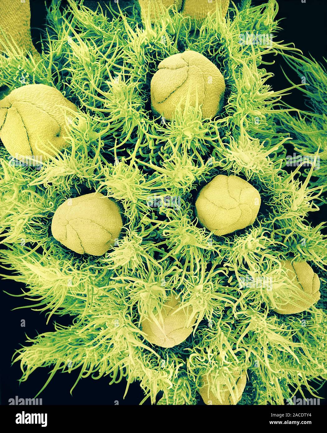 Flower buds. Coloured scanning electron micrograph (SEM) of the sepals ...