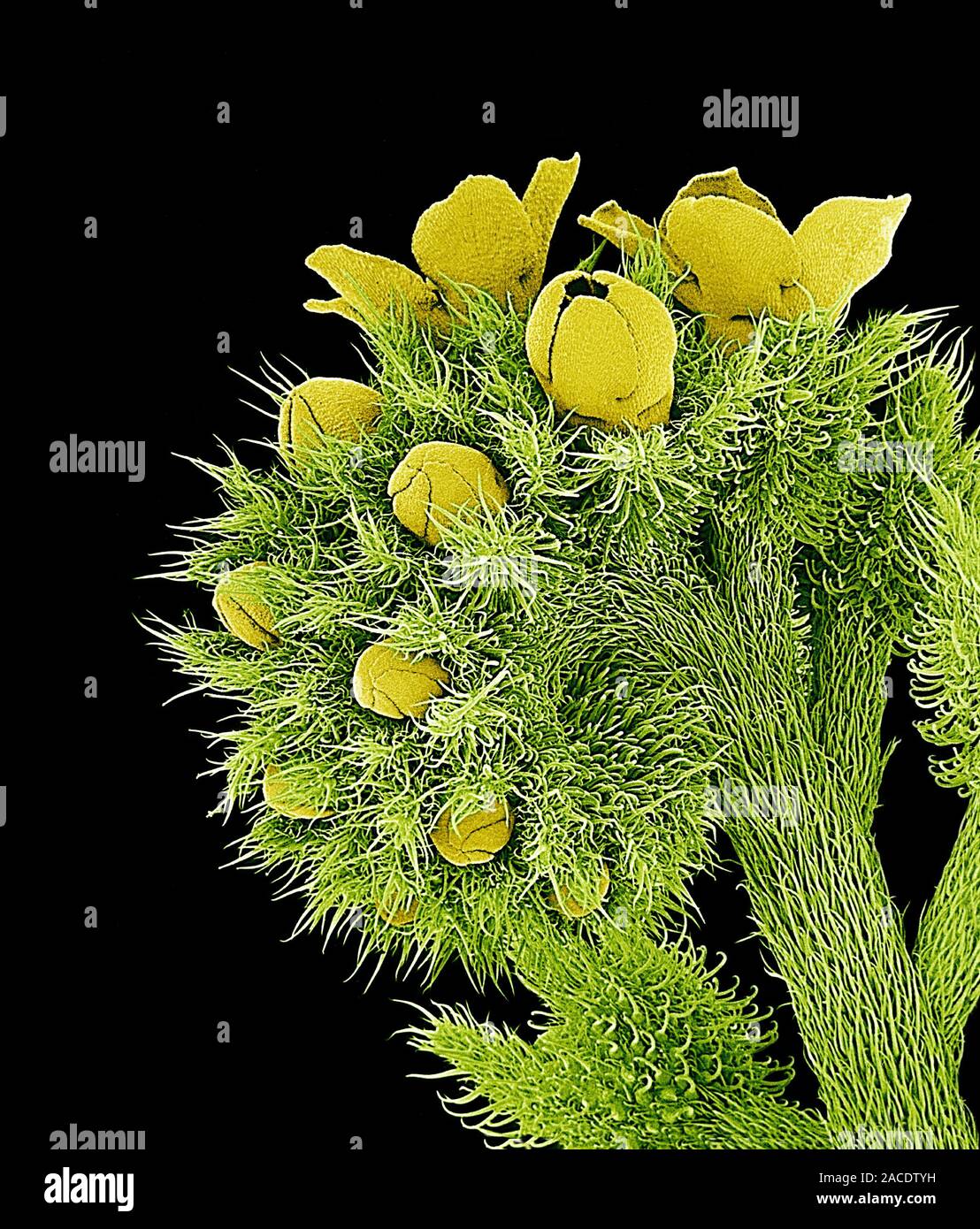 Flowers. Coloured scanning electron micrograph (SEM) of unidentified ...