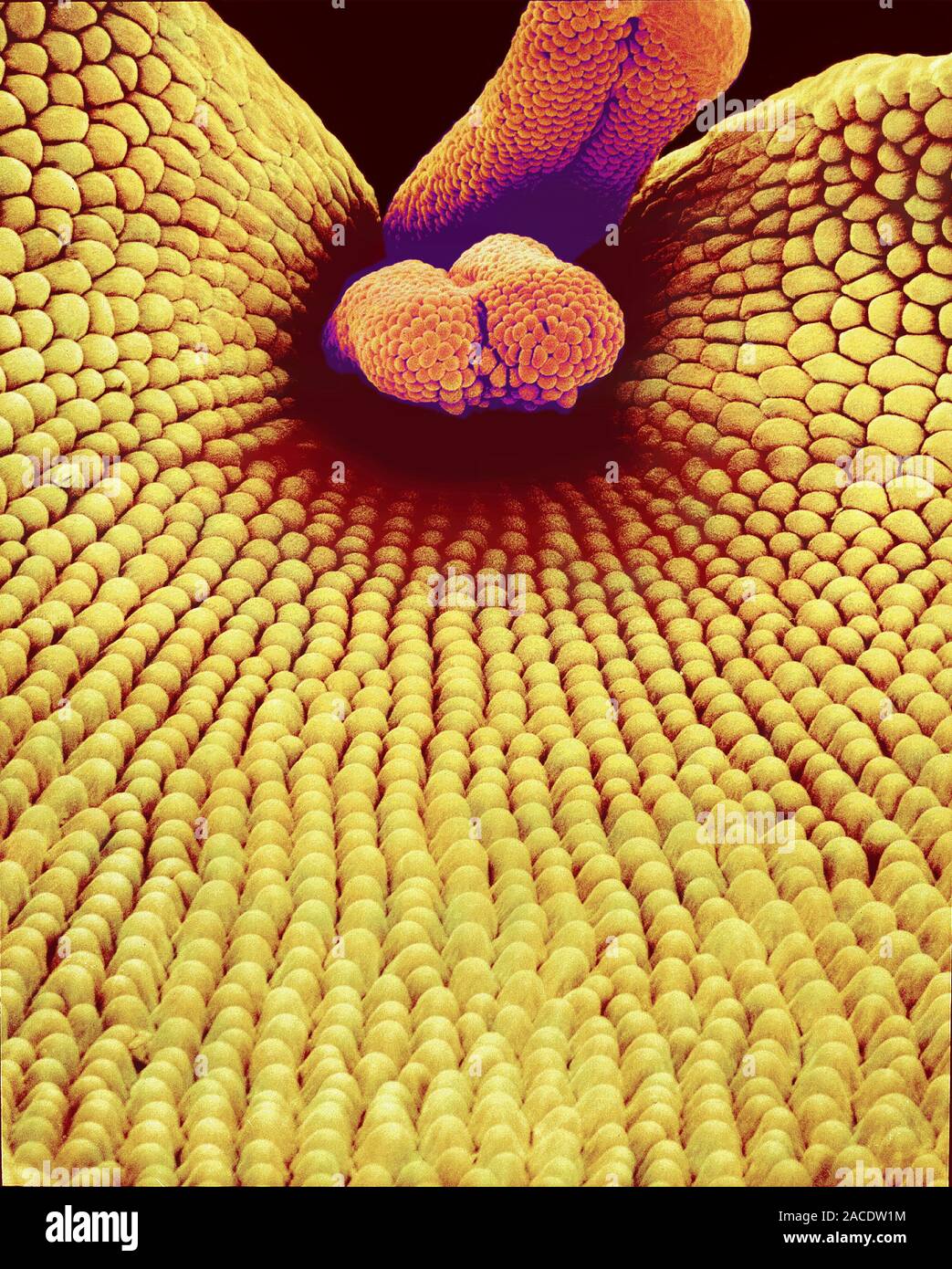Yarrow flower petal. Coloured scanning electron micrograph (SEM) of a ...