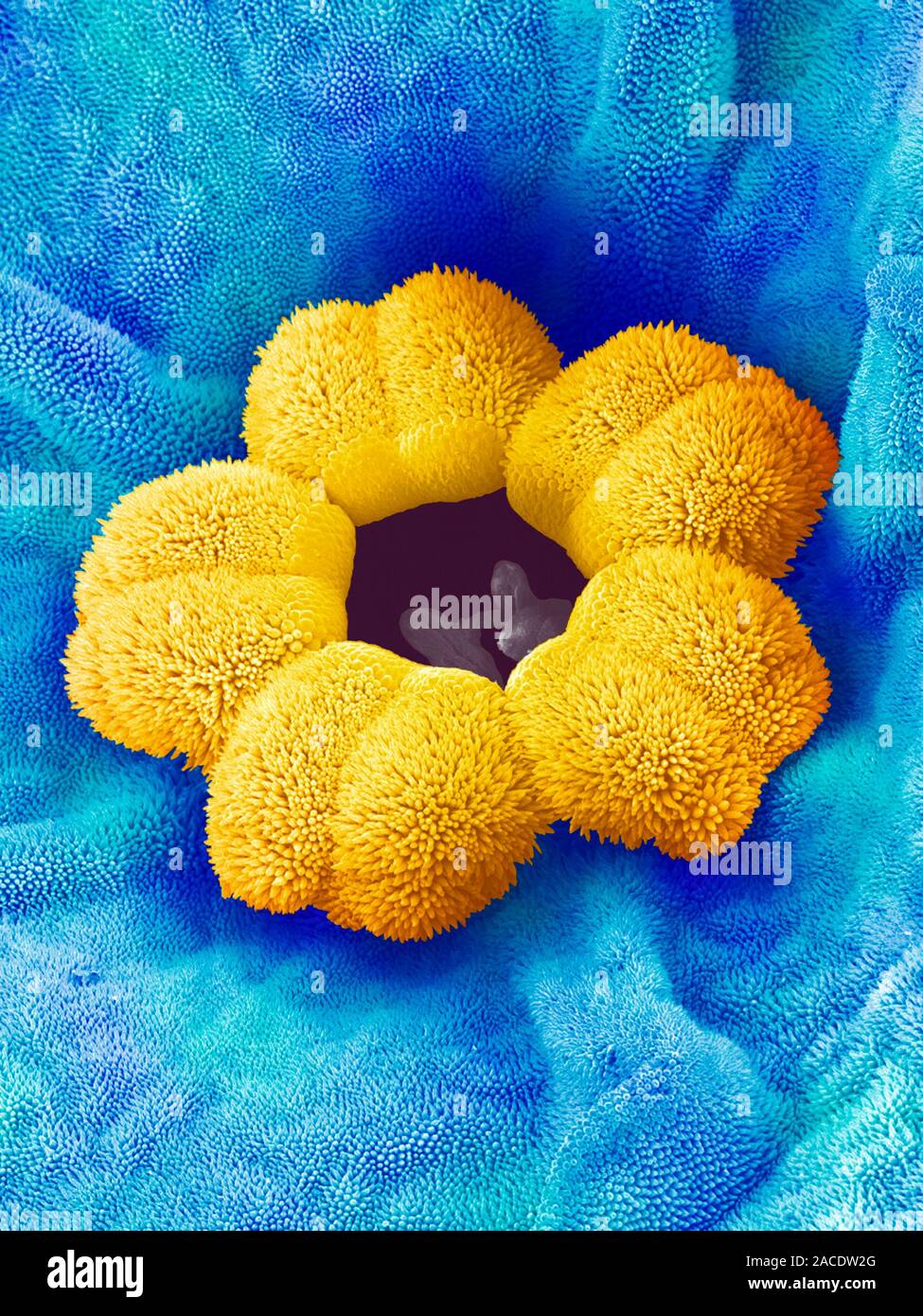 Forget-me-not flower. Coloured scanning electron micrograph (SEM) of a ...