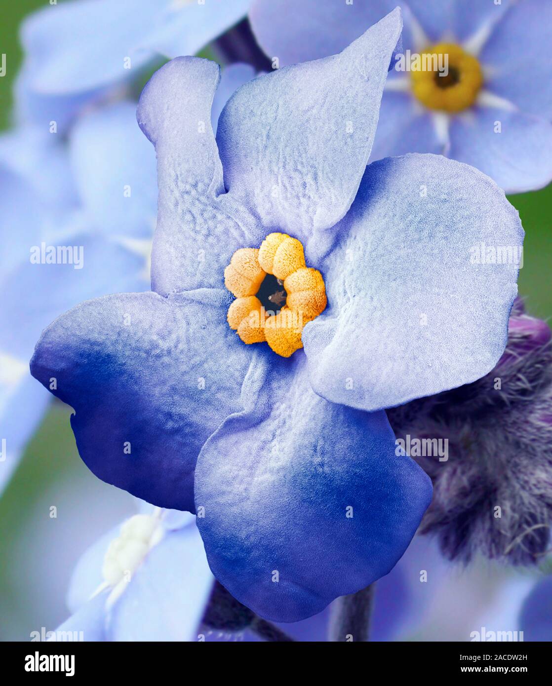 Forget-me-not flower. Coloured scanning electron micrograph (SEM) of a ...