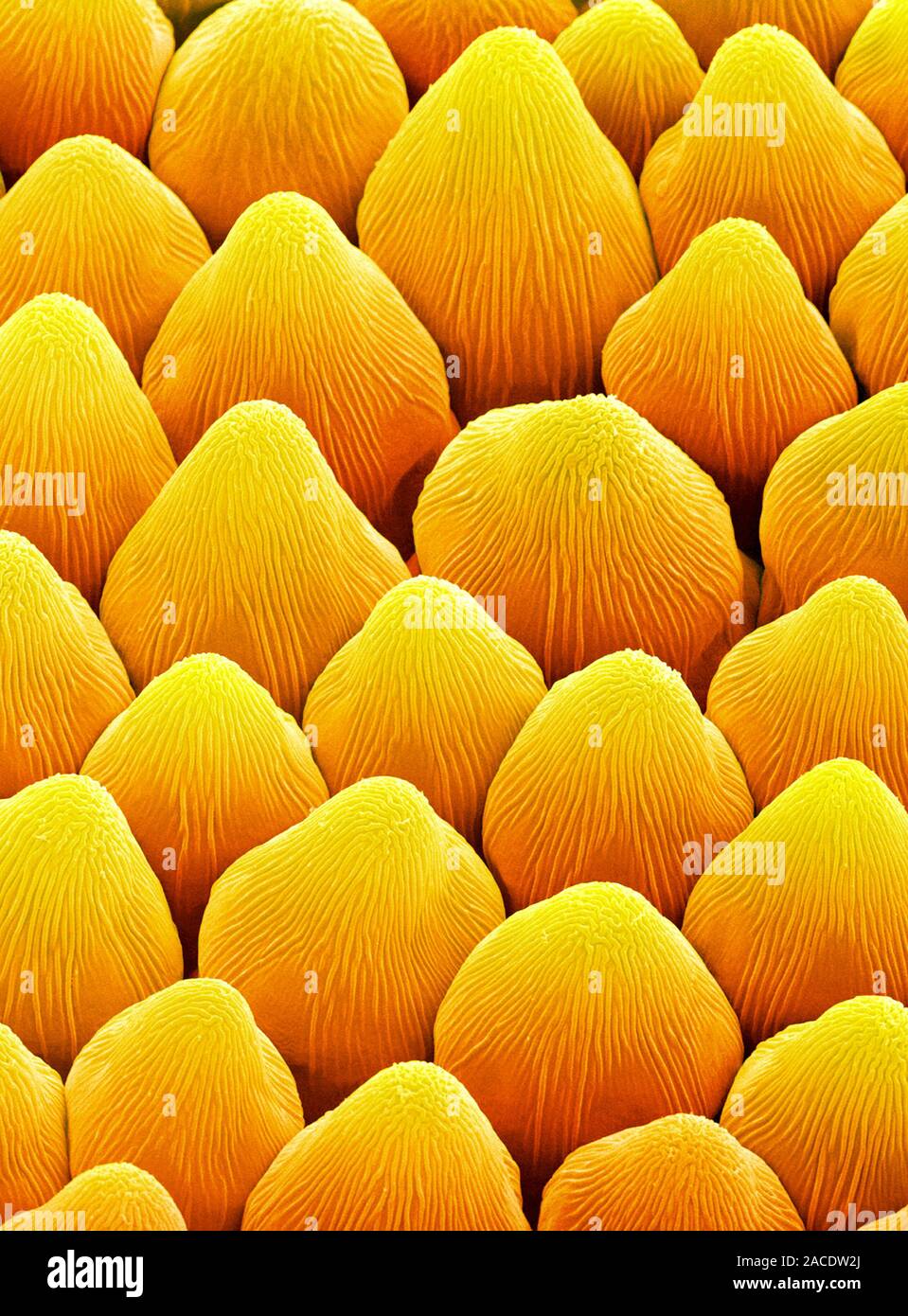 Petal papillae. Coloured scanning electron micrograph (SEM) of papillae ...