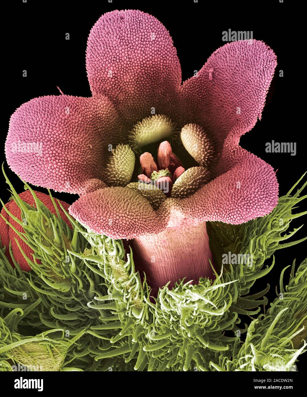 Flower. Coloured scanning electron micrograph (SEM) of a flower Stock ...