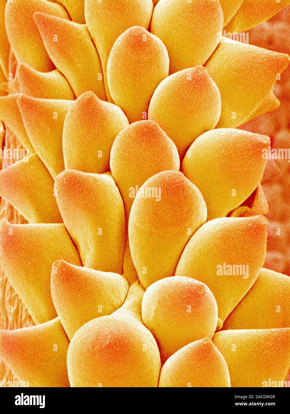 Flower petal. Coloured scanning electron micrograph (SEM) showing ...