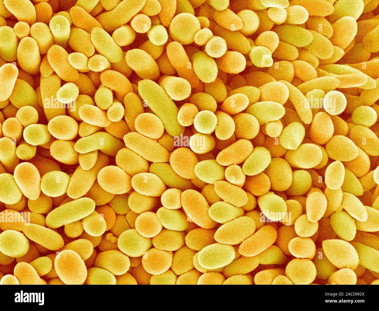 Asian wild flower petal. Coloured scanning electron micrograph (SEM) of ...
