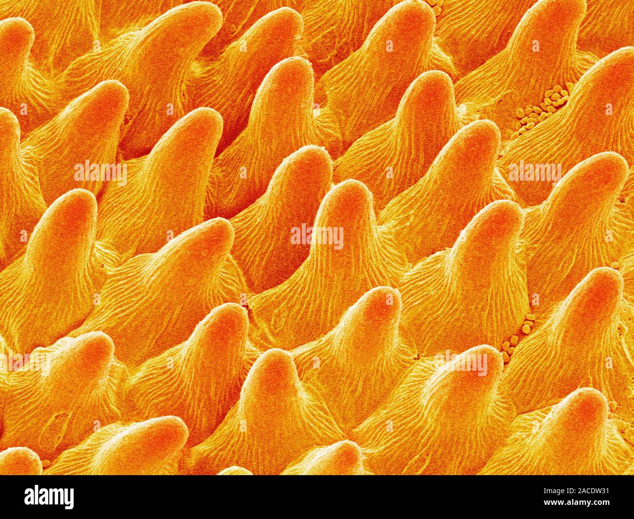 Pansy flower petal (Viola sp.). Coloured scanning electron micrograph ...