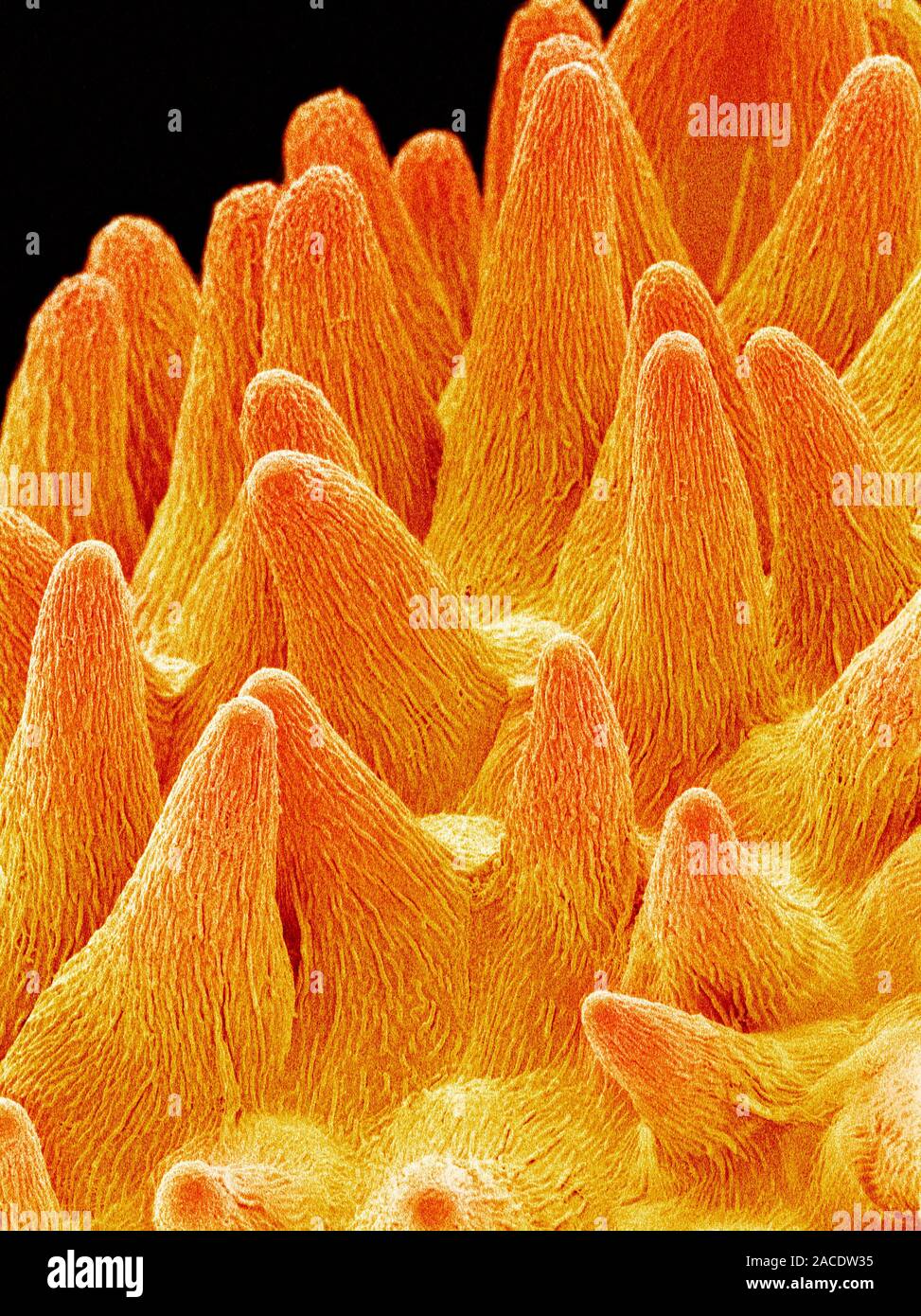 Pansy flower petal (Viola sp.). Coloured scanning electron micrograph ...