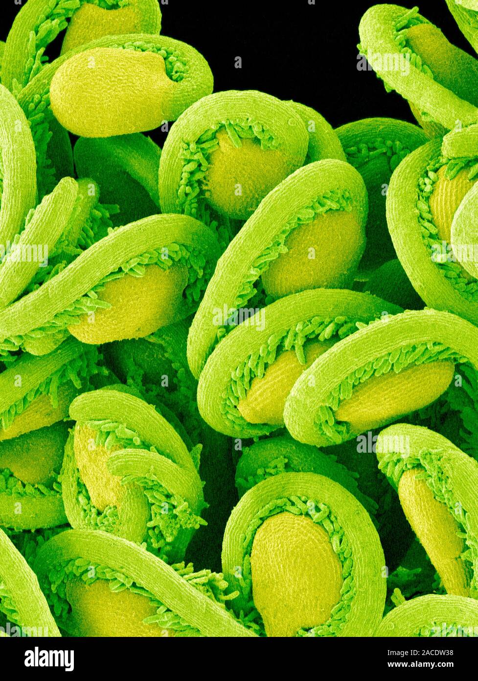 Ovules of a cactus flower. Coloured scanning electron micrograph (SEM ...