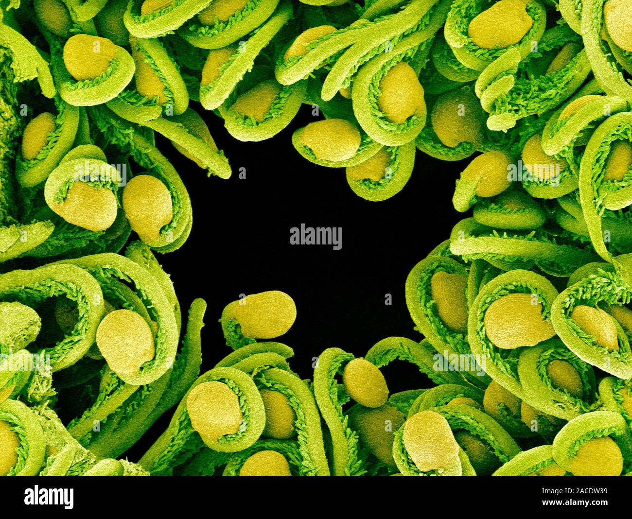 Ovules of a cactus flower. Coloured scanning electron micrograph (SEM ...