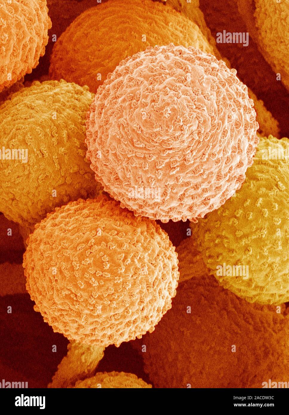 Snapdragon petal (Antirrhinum sp.). Coloured scanning electron ...