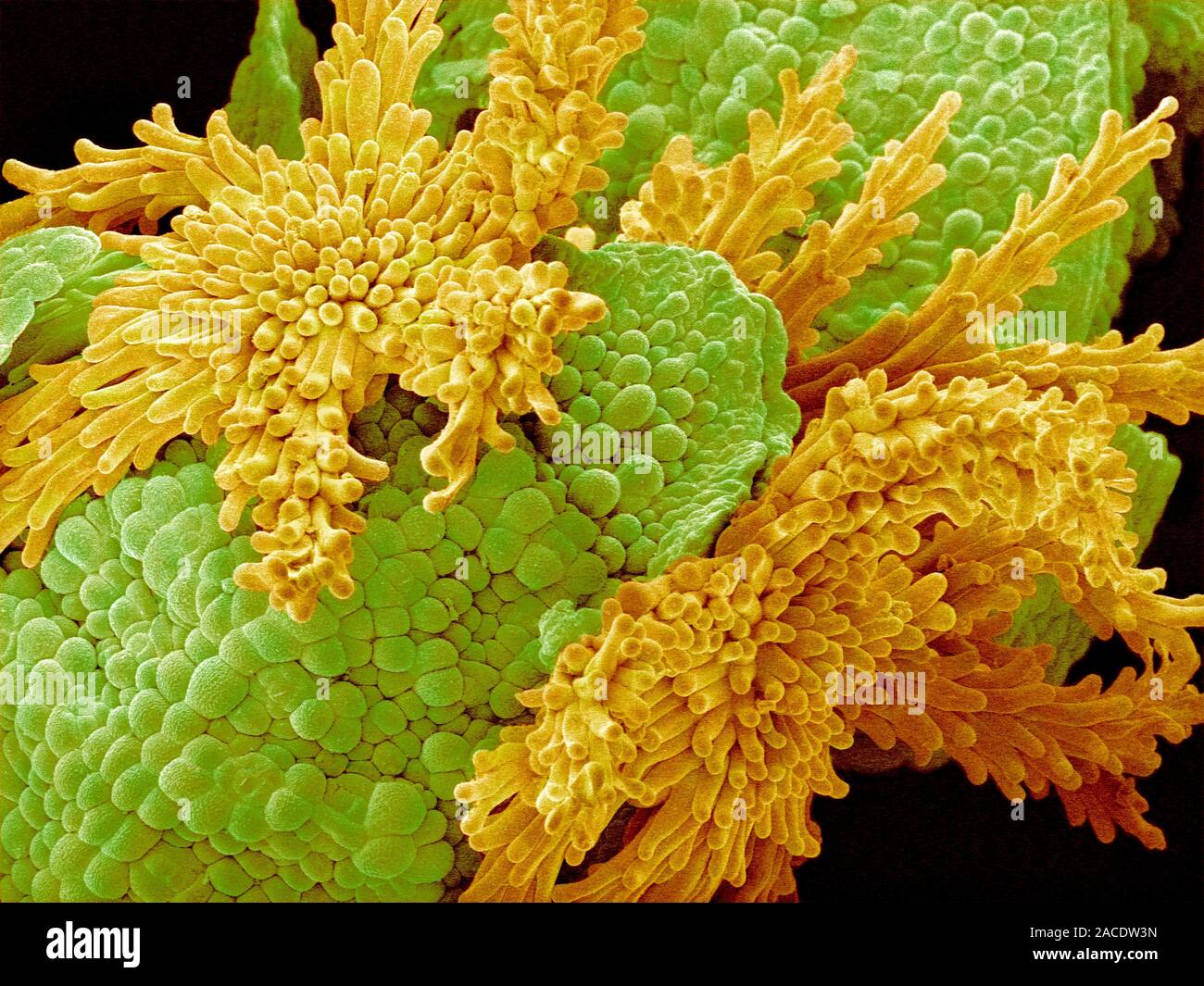 Wild flower petal. Coloured scanning electron micrograph (SEM) of a ...