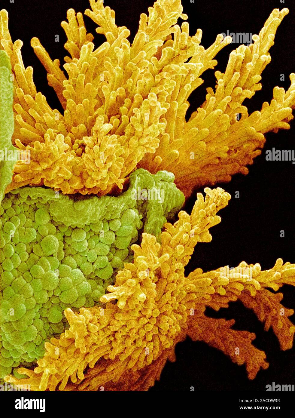 Wild flower petal. Coloured scanning electron micrograph (SEM) of a ...