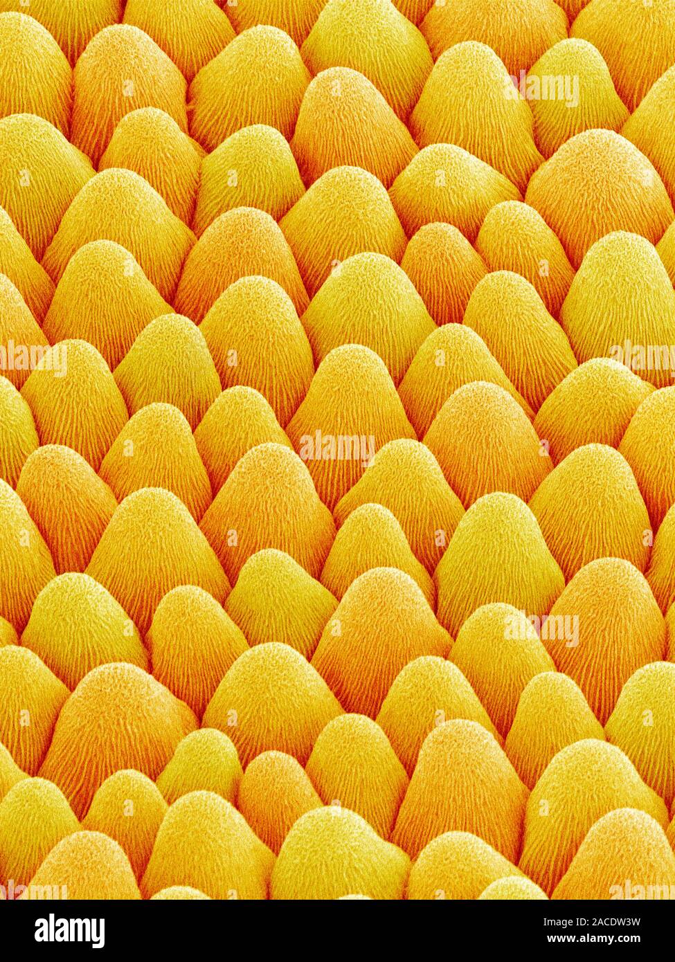 Flower bract surface. Coloured scanning electron micrograph (SEM ...