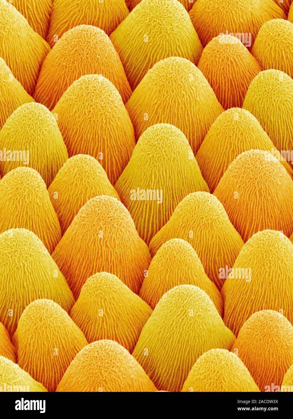 Flower bract surface. Coloured scanning electron micrograph (SEM ...