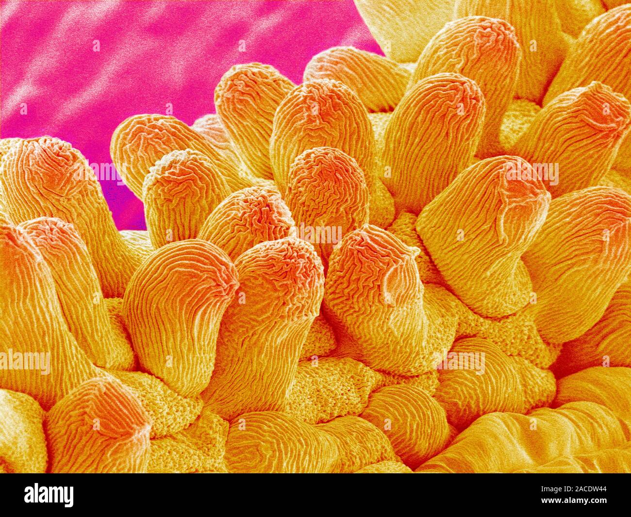 Chrysanthemum petal. Coloured scanning electron micrograph (SEM) of the ...