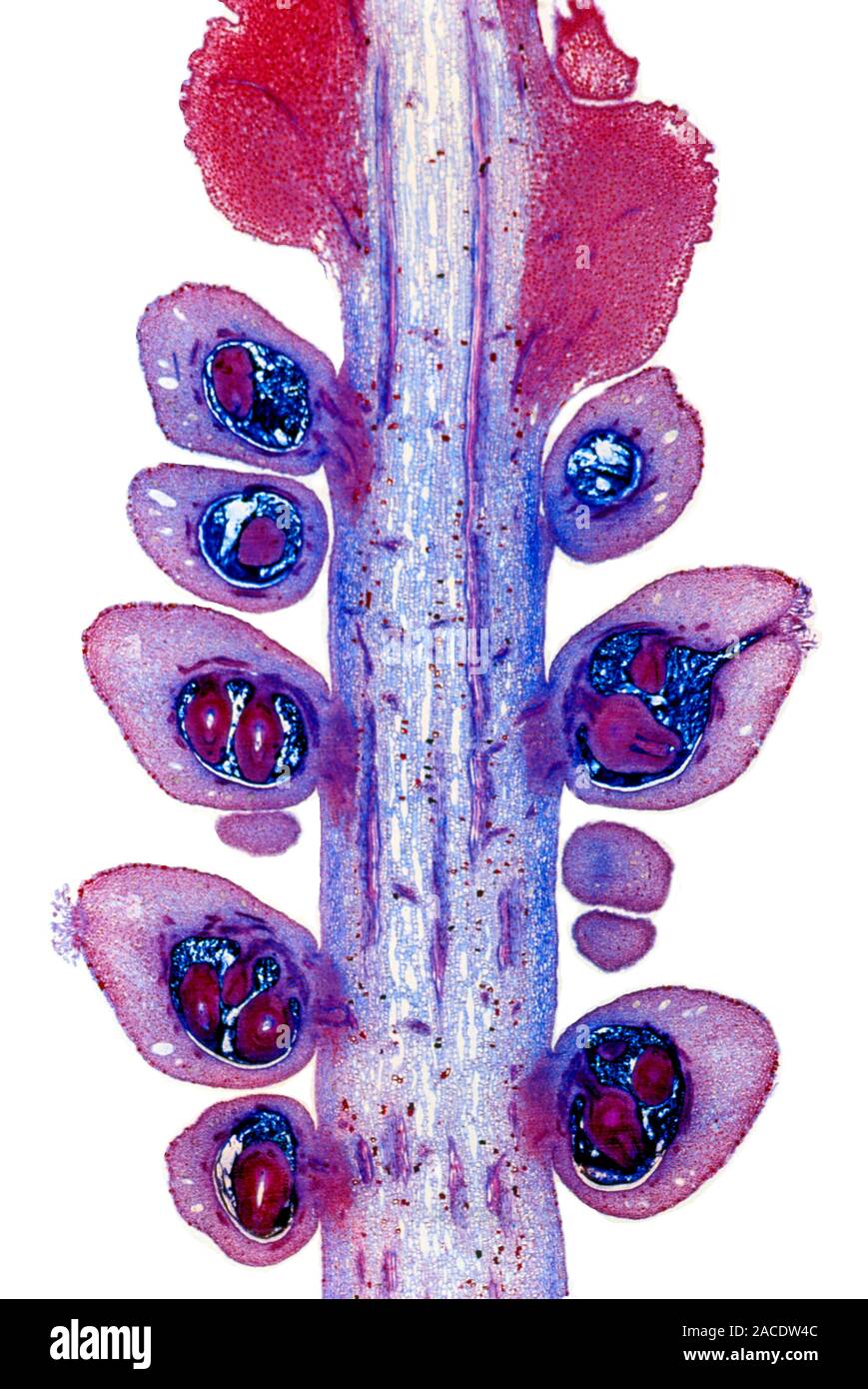 Arum plant spadix. Light micrograph of a vertical section through the ...