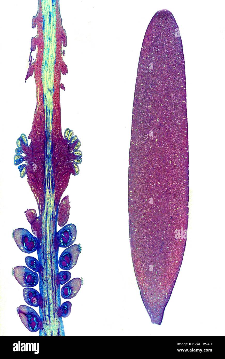 Arum plant spadix. Light micrograph of a vertical section through the ...