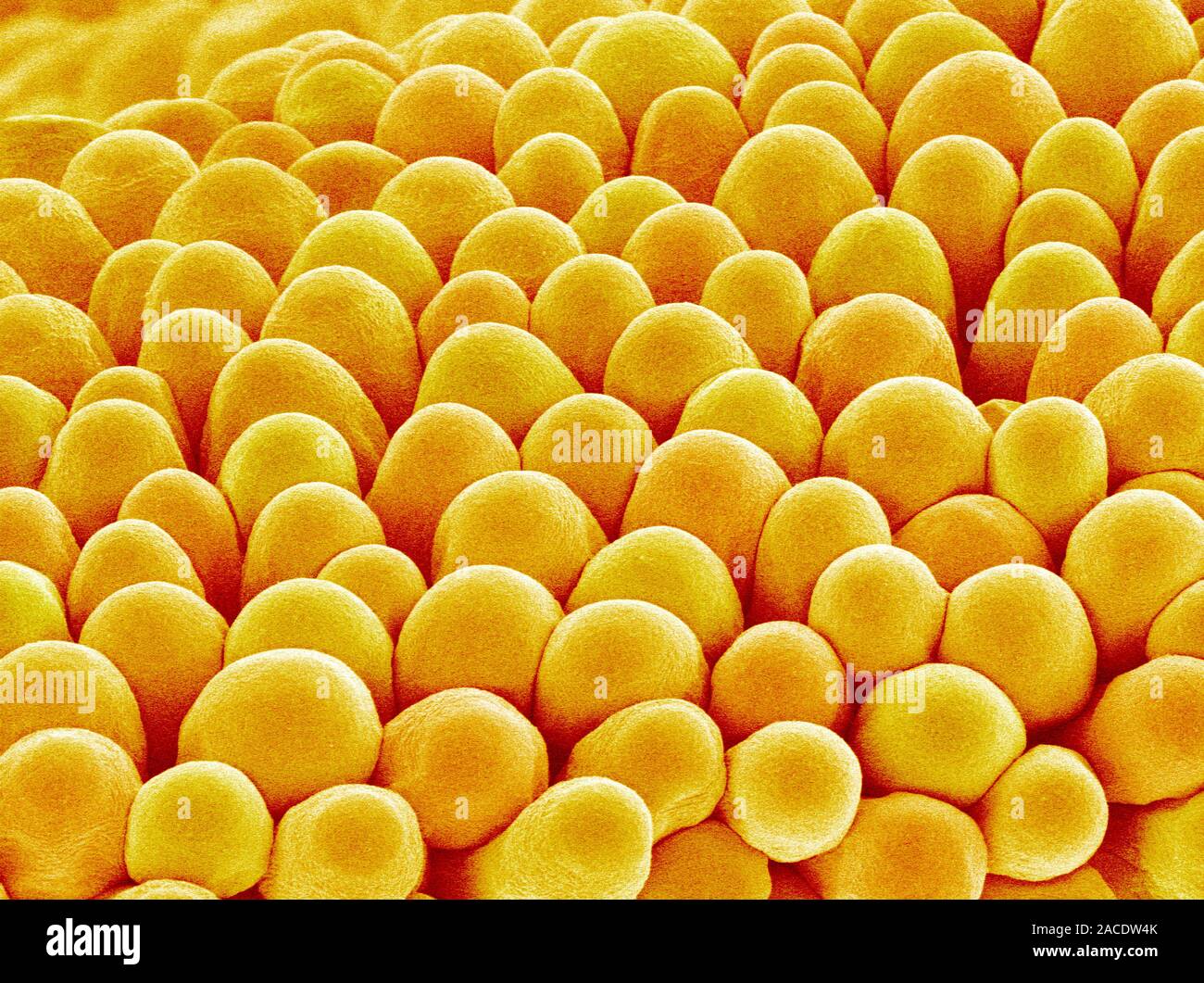 Comfrey flower petal. Coloured scanning electron micrograph (SEM ...