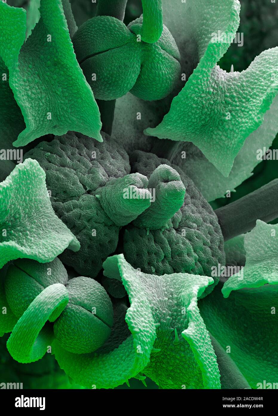 Aniseed flower (Pimpinella anisum). Coloured scanning electron micrograph (SEM) showing a double ...
