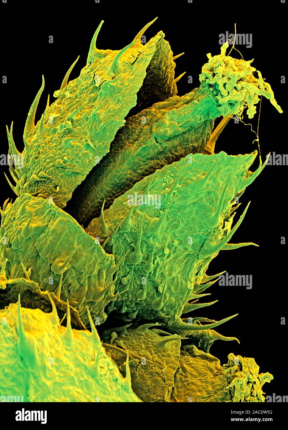 Stinging nettle flowers. Coloured scanning electron micrograph (SEM) of ...