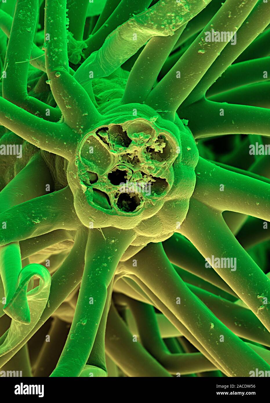 Marshmallow flower. Coloured scanning electron micrograph (SEM) of a ...