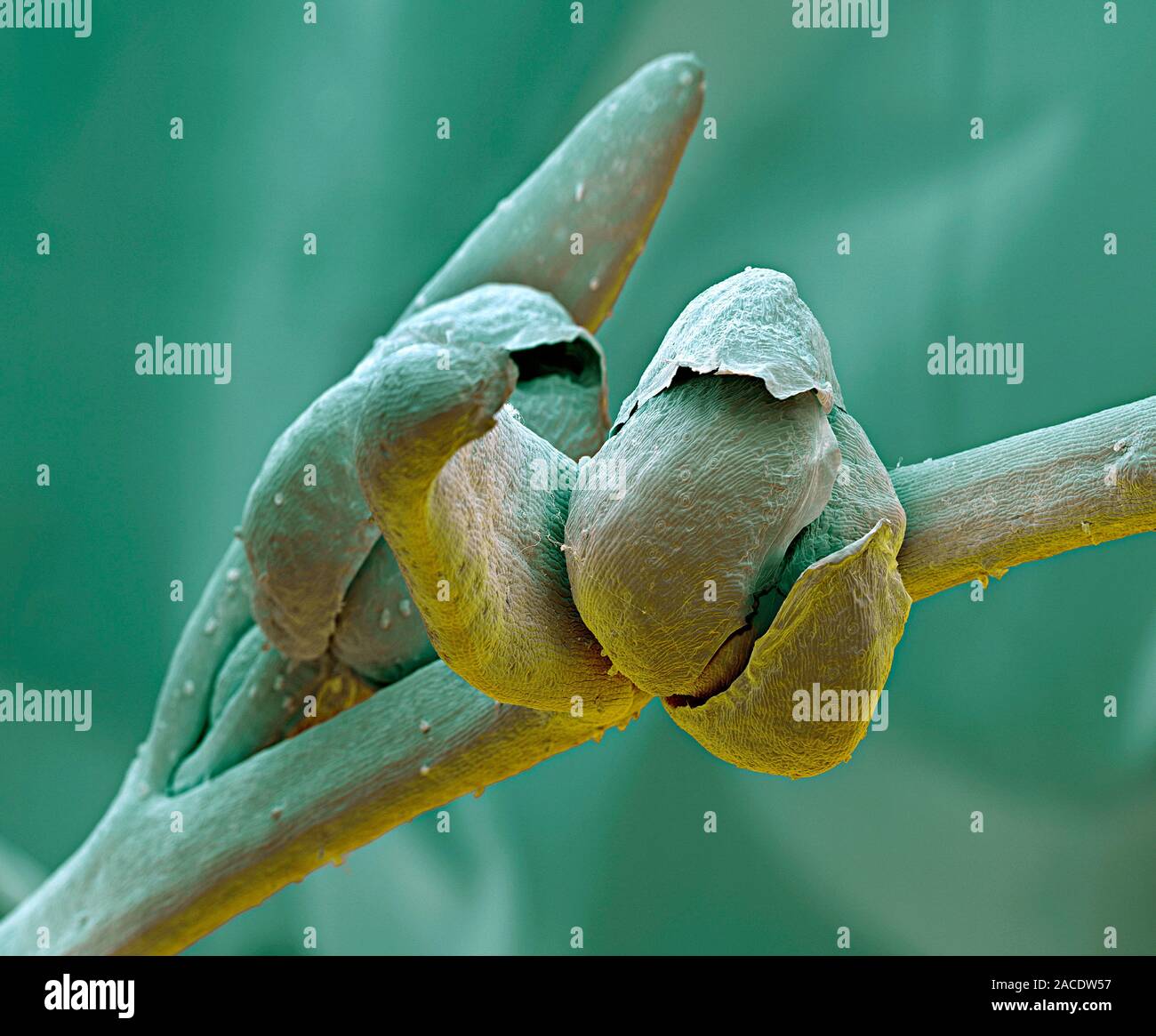Tarragon flower bud. Coloured scanning electron micrograph (SEM) of a ...