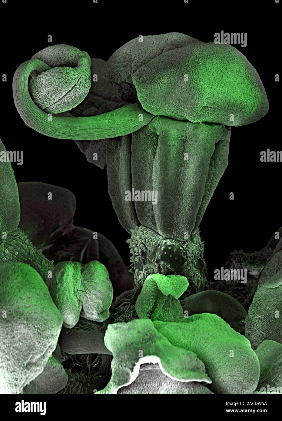 Lovage flower. Coloured scanning electron micrograph (SEM) of part of a ...