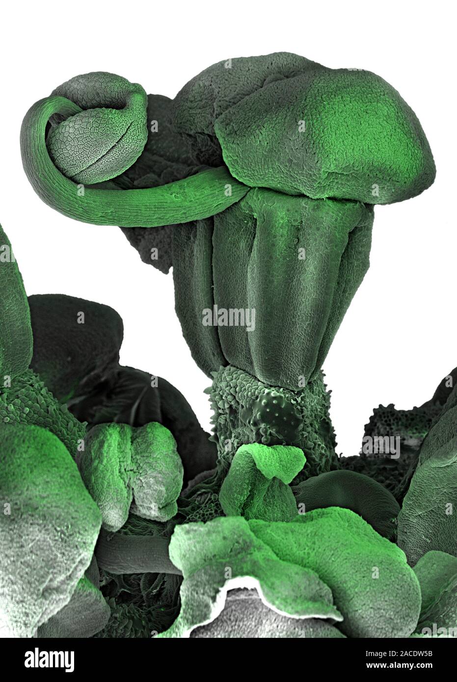 Lovage flower. Coloured scanning electron micrograph (SEM) of part of a ...