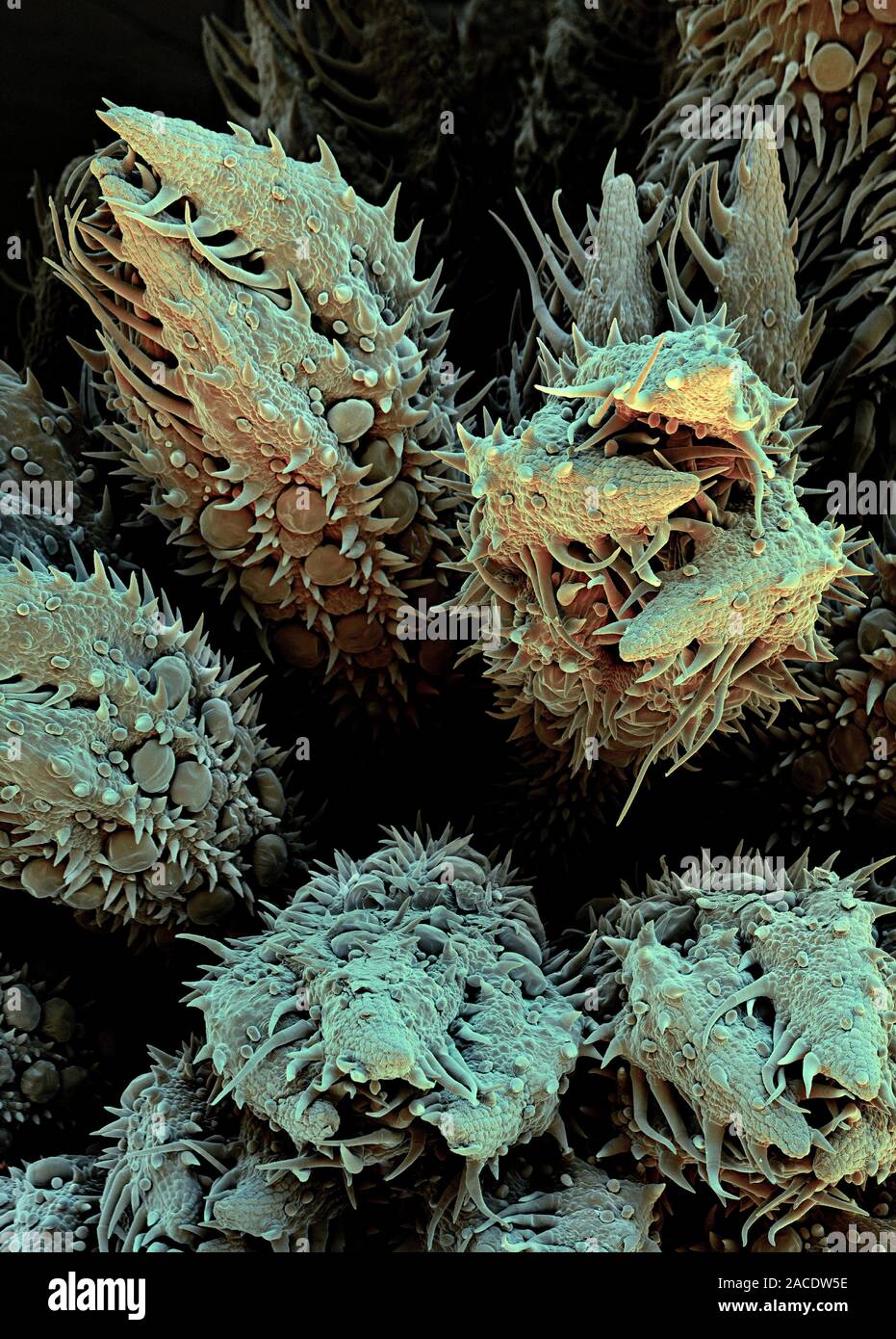 Costmary flower heads. Coloured scanning electron micrograph (SEM) of ...