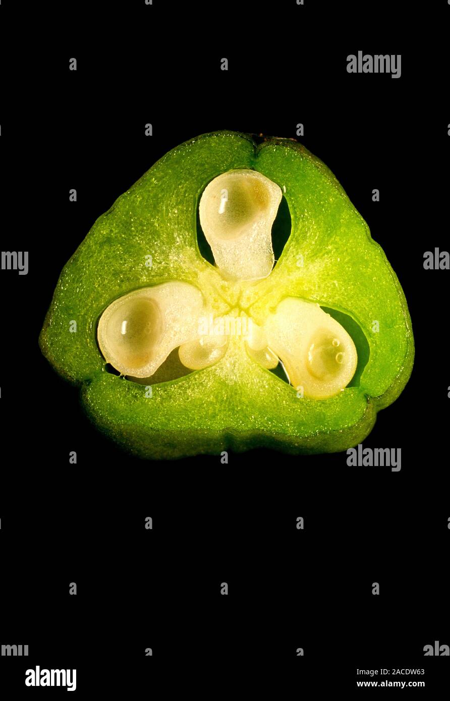 Macrophotograph of a cross-section through the ovary of a hyacinth ...