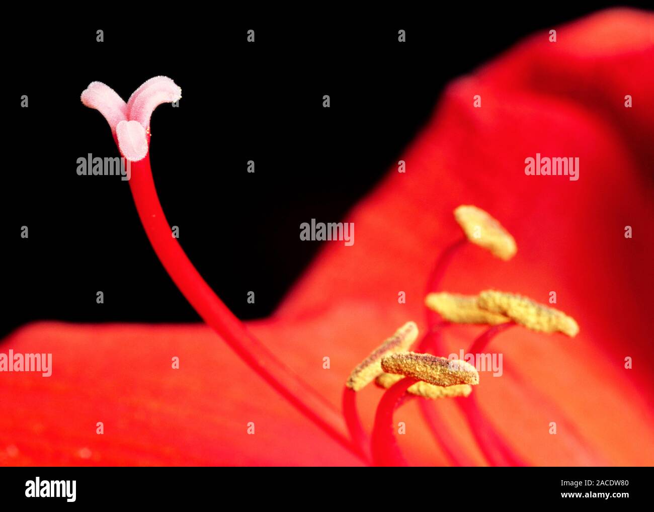 Carpel and stamens. Macrophotograph of a flower of the Oranjezon ...