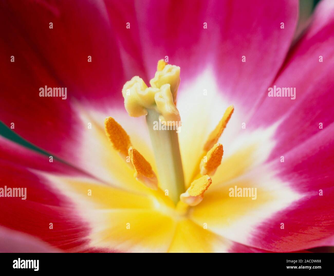 Tulip. Macrophotograph of a tulip flower Tulipa sp. showing its stamens ...