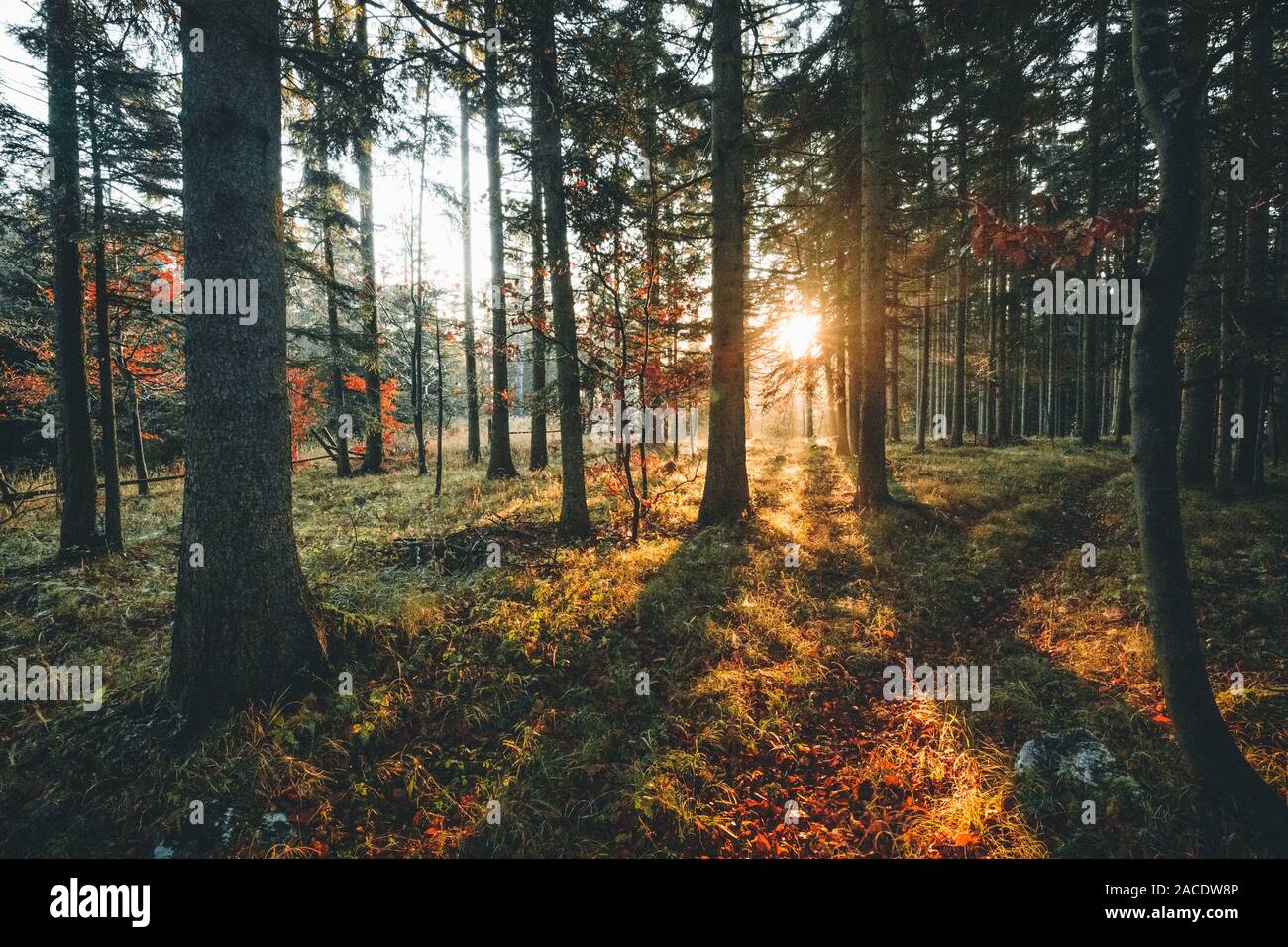 Morning Sun High Resolution Stock Photography and Images - Alamy