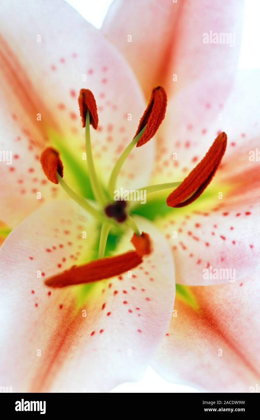 Lily flower. Close-up of a lily flower (family Liliaceae) showing the ...