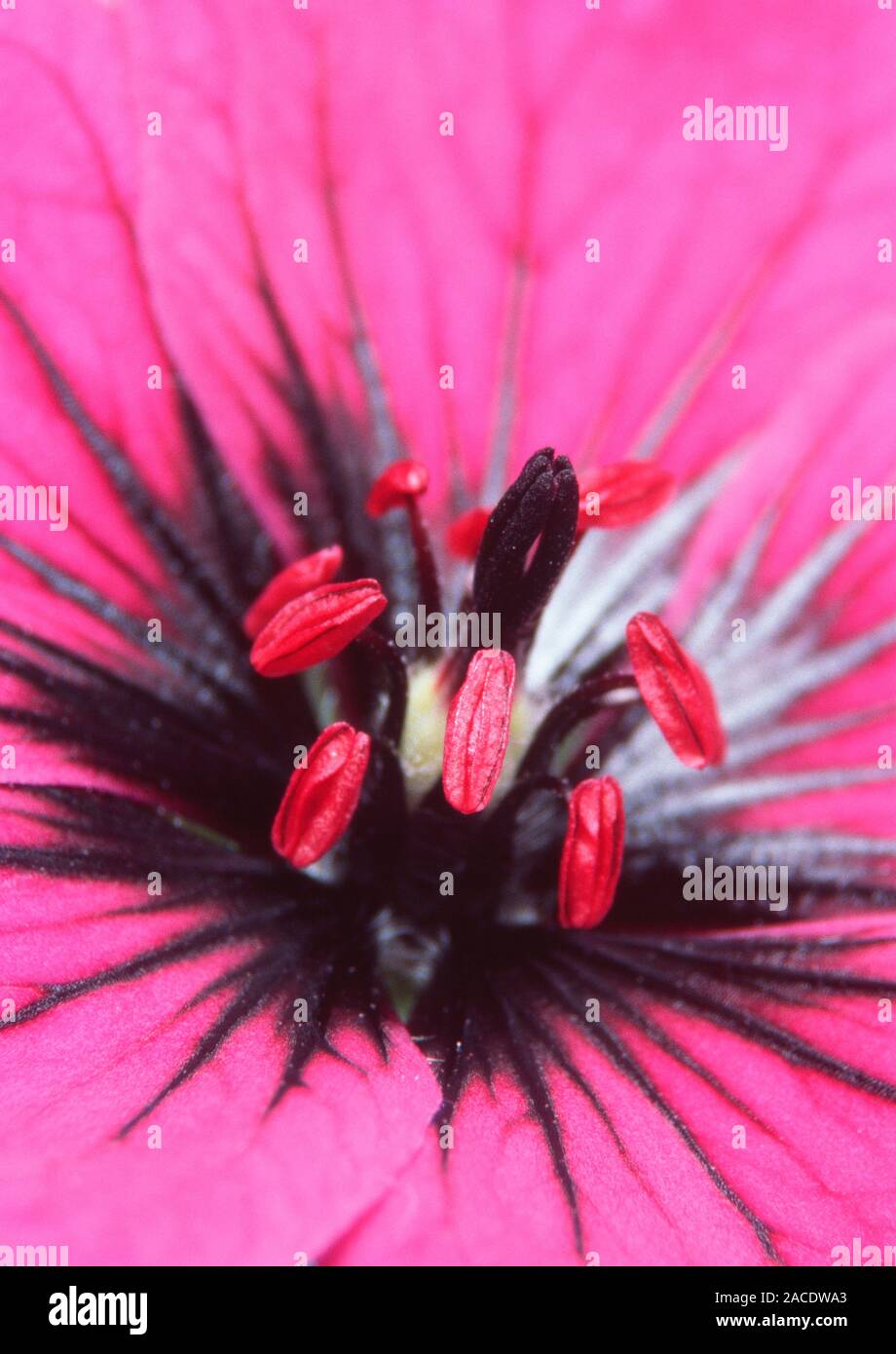 Geranium flower. Macrophotograph of a Geranium Ann Folkard" flower ...