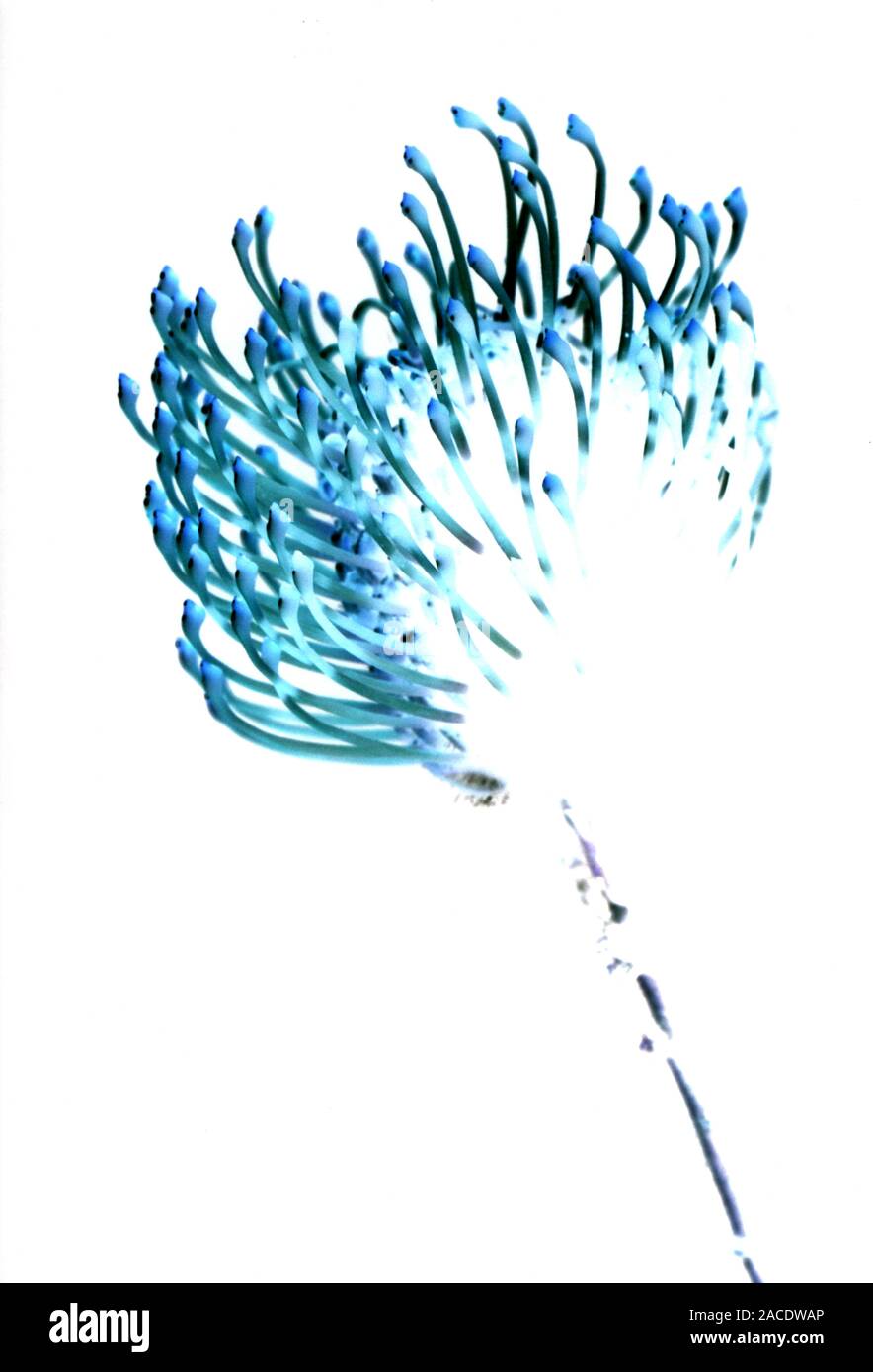 Stamens of a flower. The stamens (upper centre) are the male ...