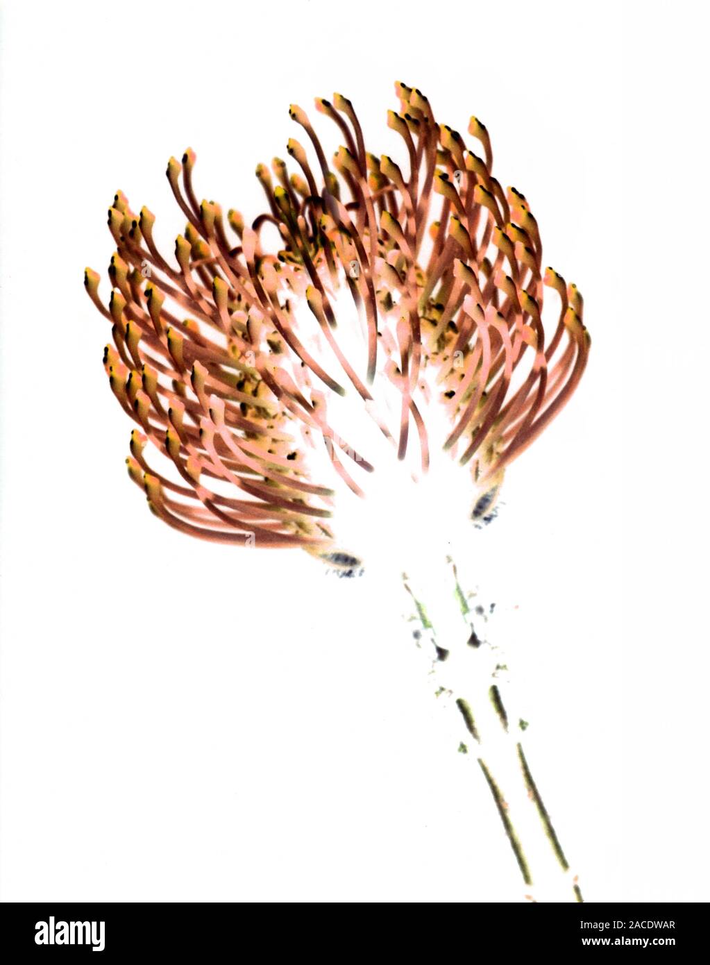 Stamens of a flower. The stamens (upper centre) are the male ...