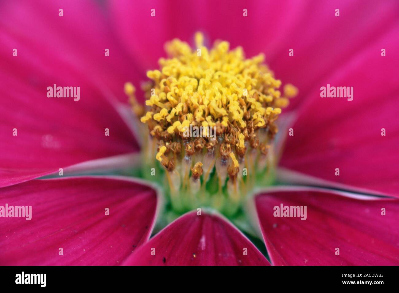 African daisy (Osteospermum sp.) stamens Stock Photo - Alamy