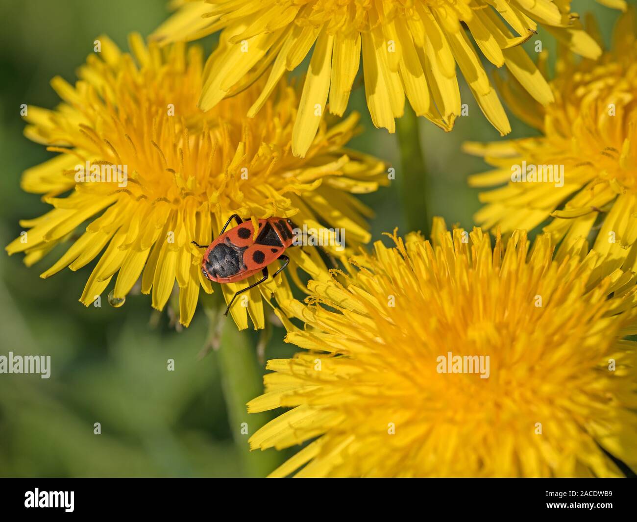 Fire bugs hi-res stock photography and images - Alamy