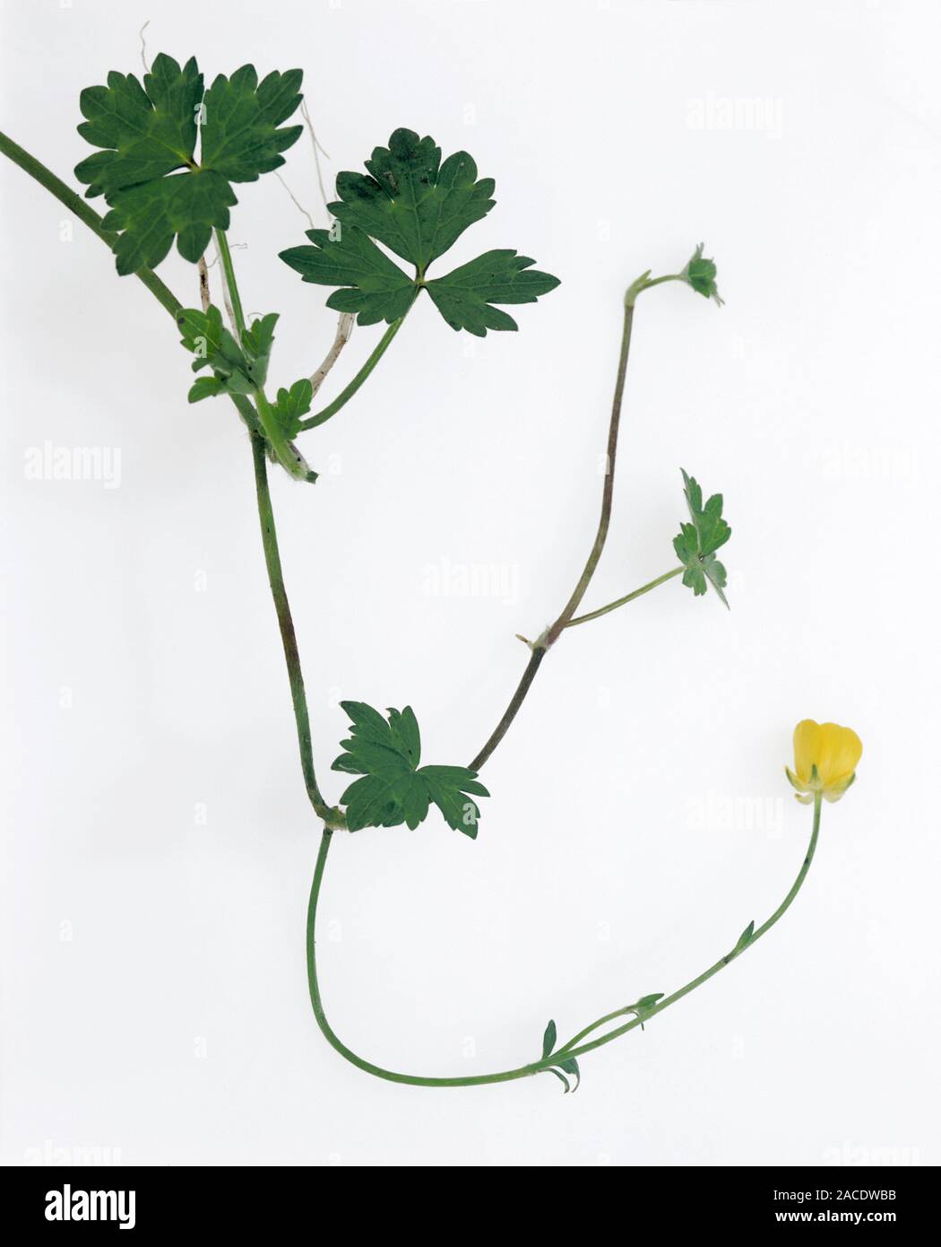 Bulbous buttercup (Ranunculus bulbosus) runners, with stems, leaves and ...