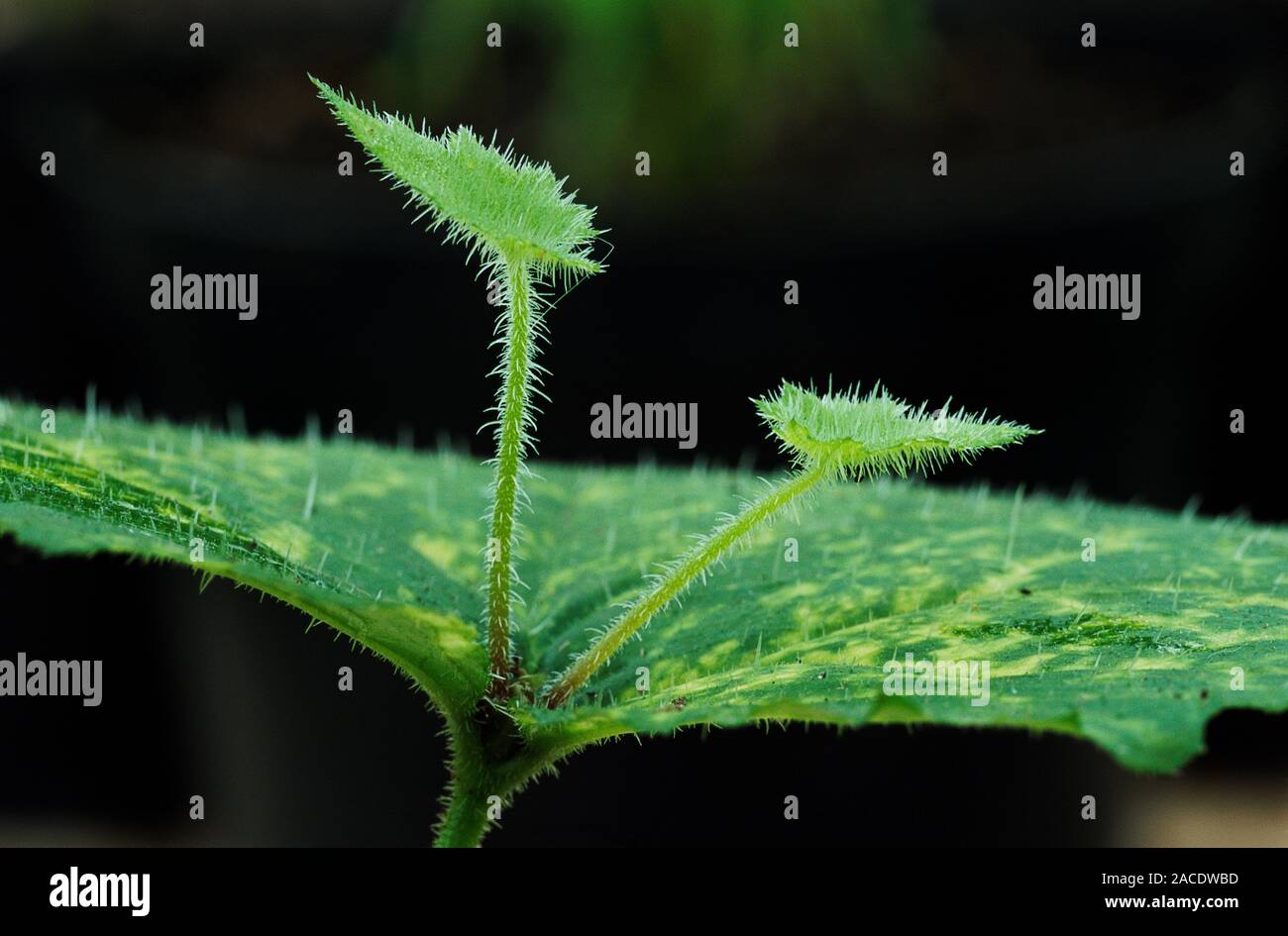 Piggyback plant (Tolmiea menziesii) plantlets growing at the junction ...