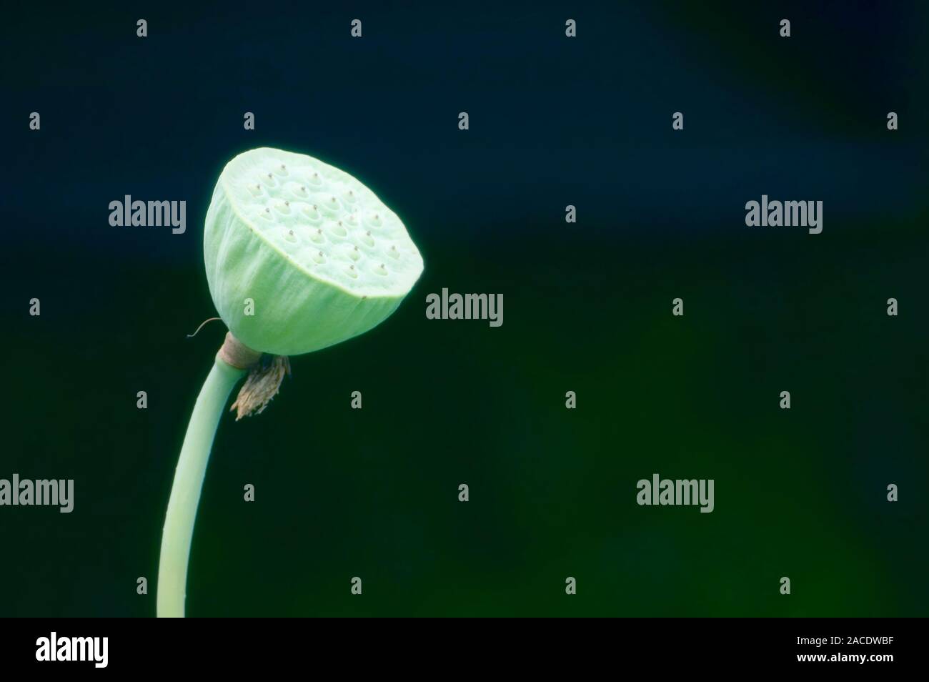 Lotus (Nelumbo lutea) seed head Stock Photo - Alamy
