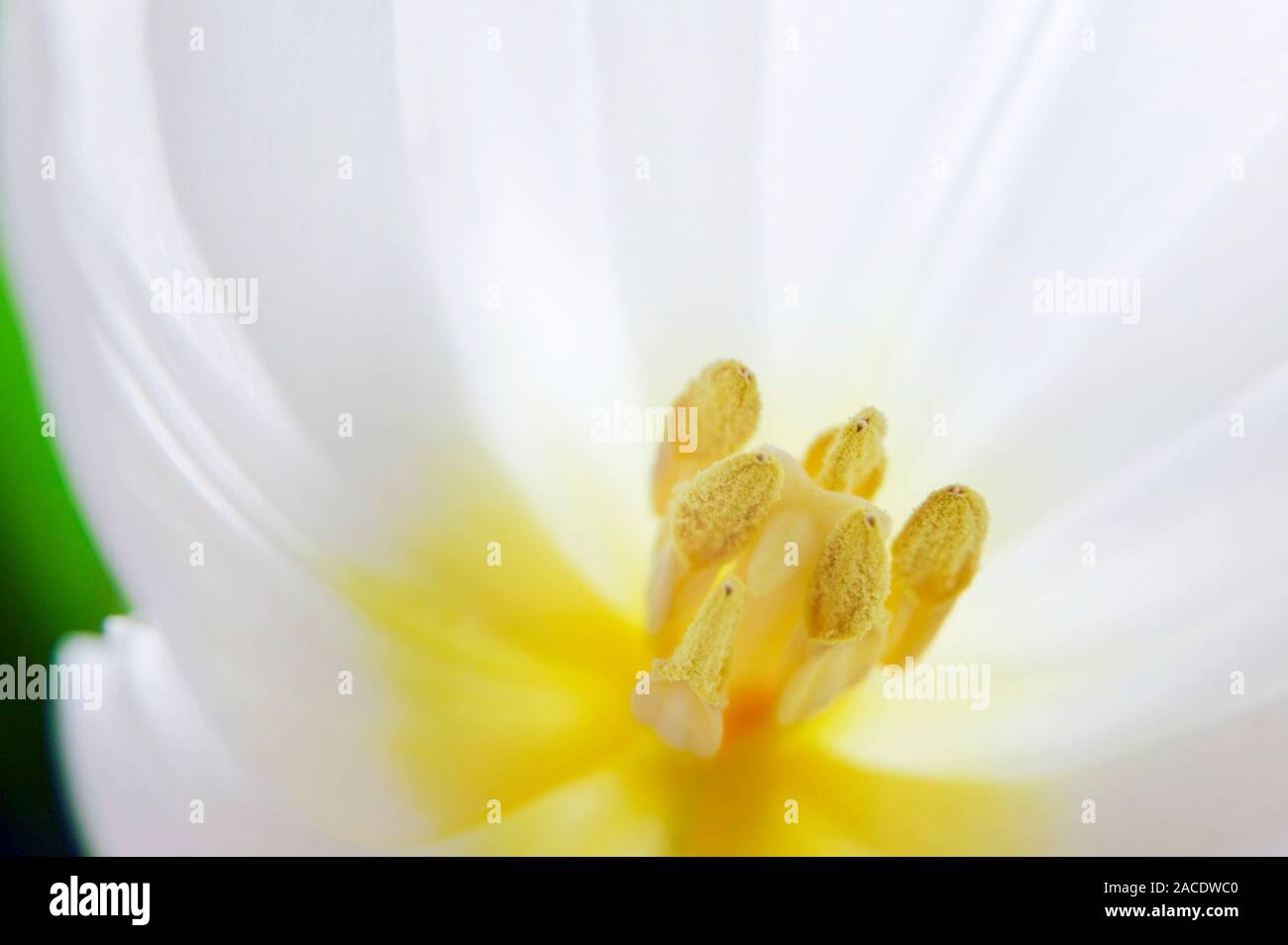 Flower's reproductive parts. Close-up of the reproductive structures of ...