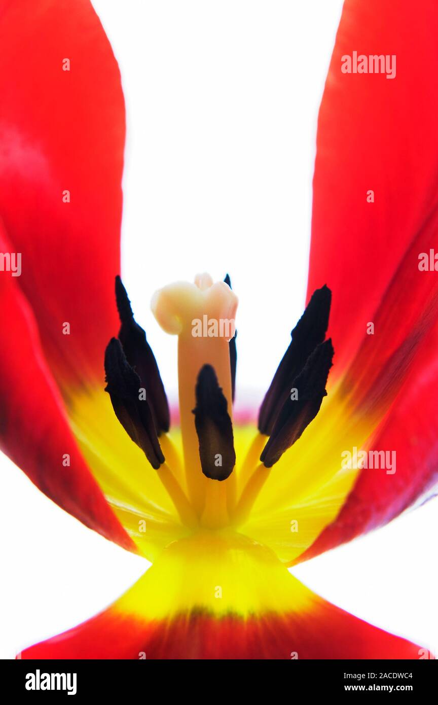 Tulip reproduction. Reproductive structures of a tulip (Tulipa sp ...